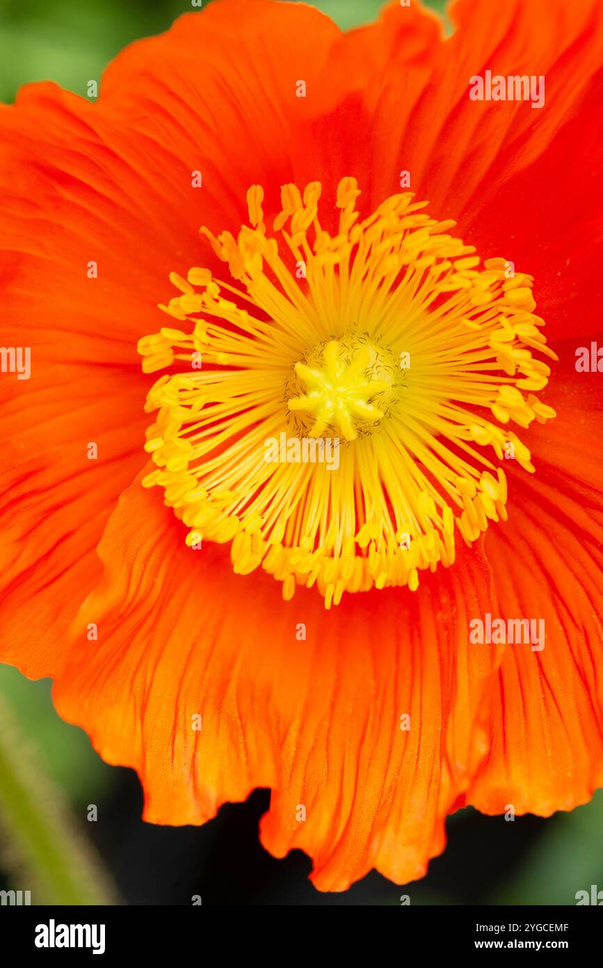 Orange Poppies Blossom Stock Photo - Alamy