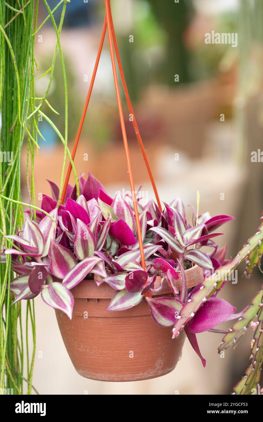 Purple wandering jew plants hi-res stock photography and images - Alamy