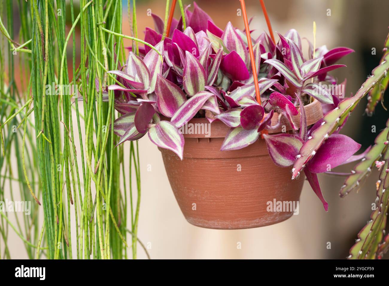 Purple wandering jew plants hi-res stock photography and images - Alamy