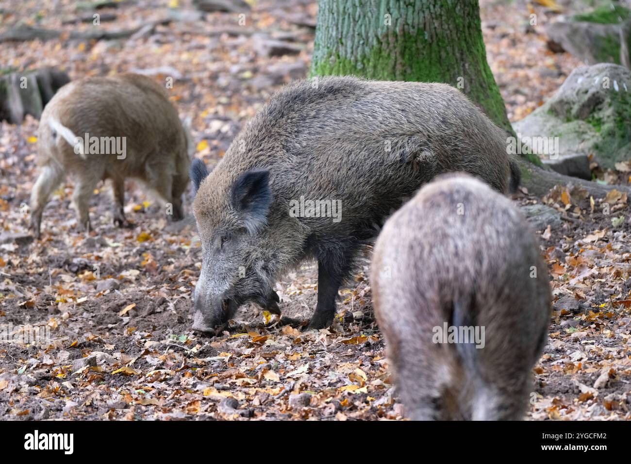 Wildschwein in freier Natur im Herbst Wildschwein in freier Natur ...
