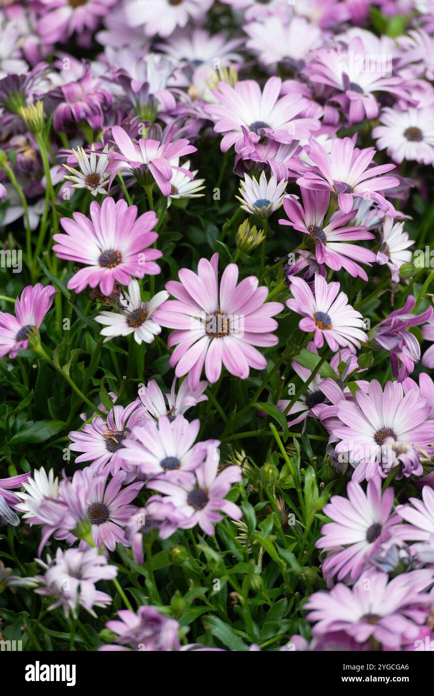 Dimorphotheca Bicolor Pink and White Stock Photo - Alamy