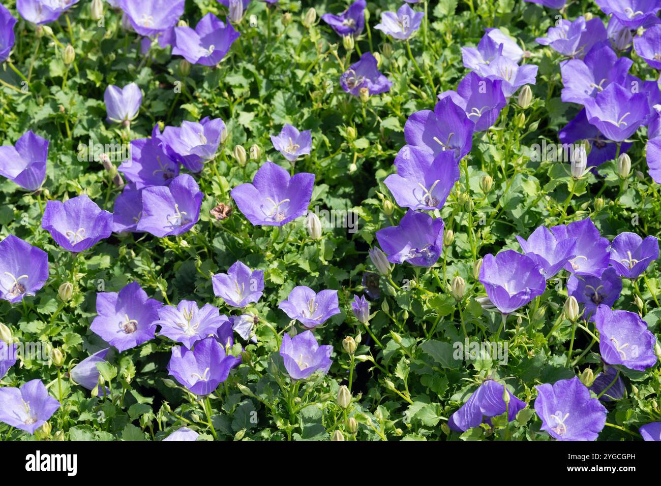 Campanula carpatica hi-res stock photography and images - Alamy