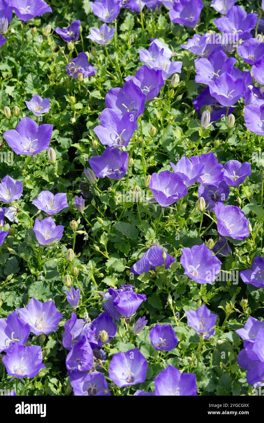 Carpathian bellflower campanula carpatica hi-res stock photography and ...