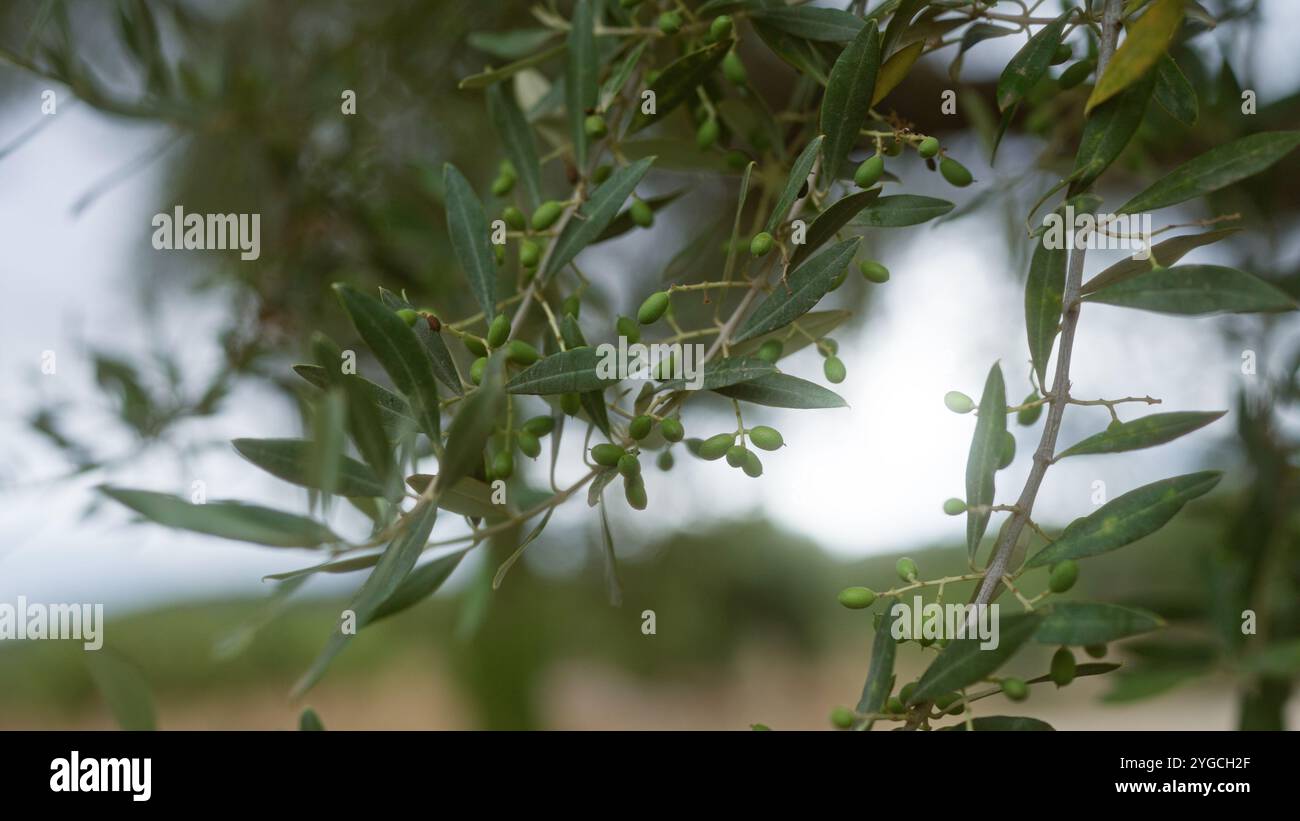 Mallorca olive branches of olea europaea with green olives in an ...