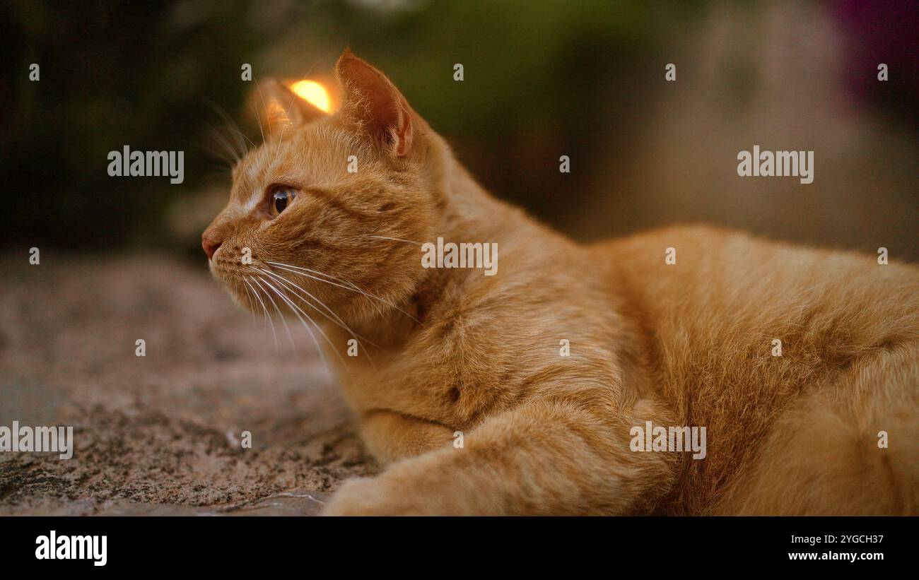 Ginger cat lying outdoors gazing into the distance in a serene garden ...