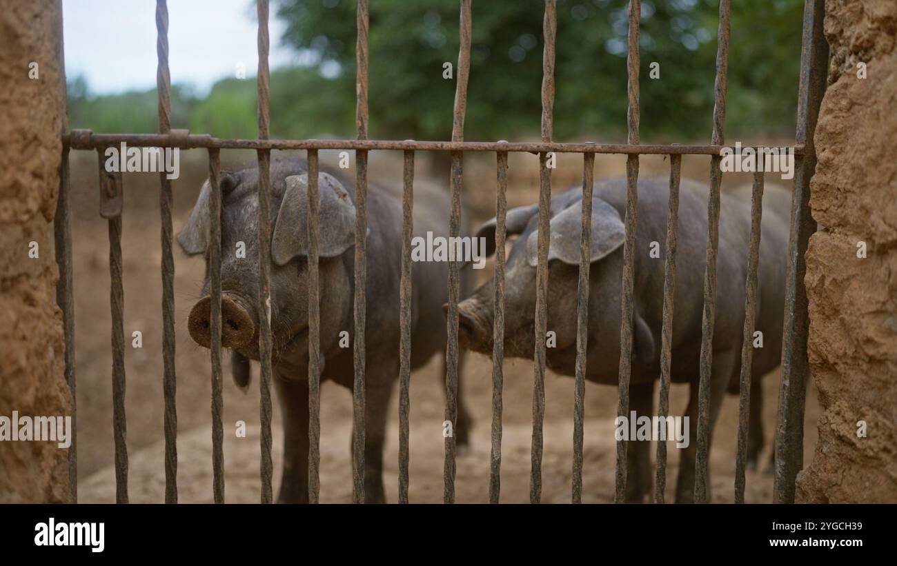 Pigs behind rusty metal bars hi-res stock photography and images - Alamy