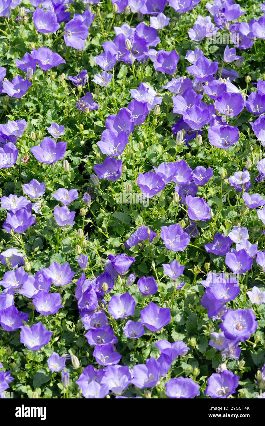 Carpathian bellflower campanula carpatica hi-res stock photography and ...