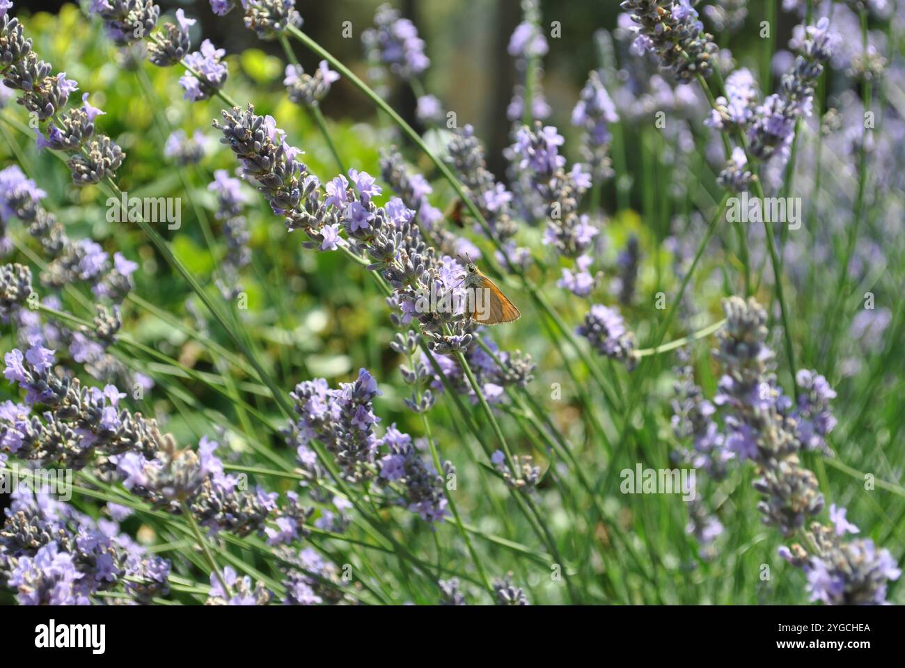 A bush of delicate lavender and a butterfly Stock Photo - Alamy