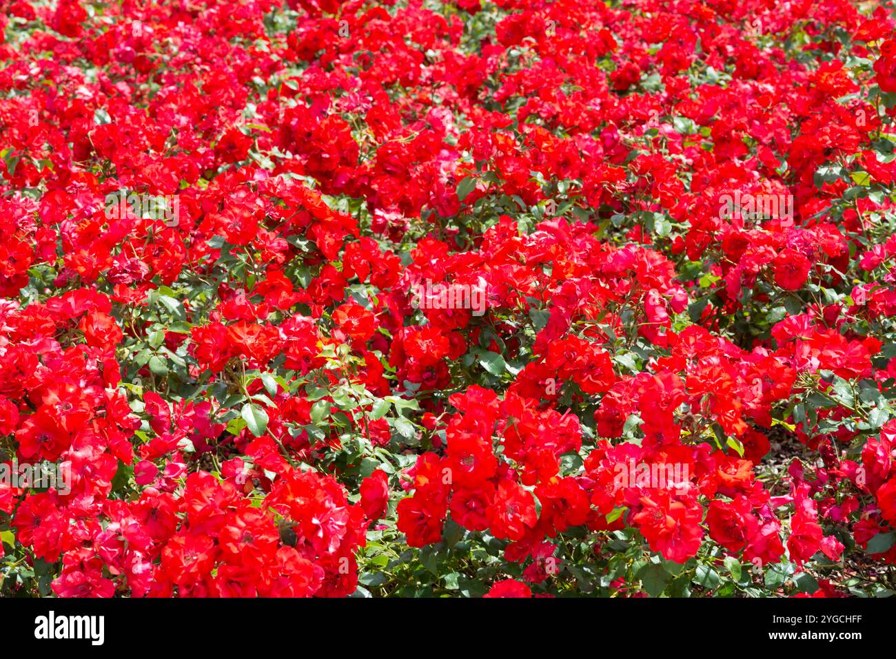 Red alpine rose hi-res stock photography and images - Alamy