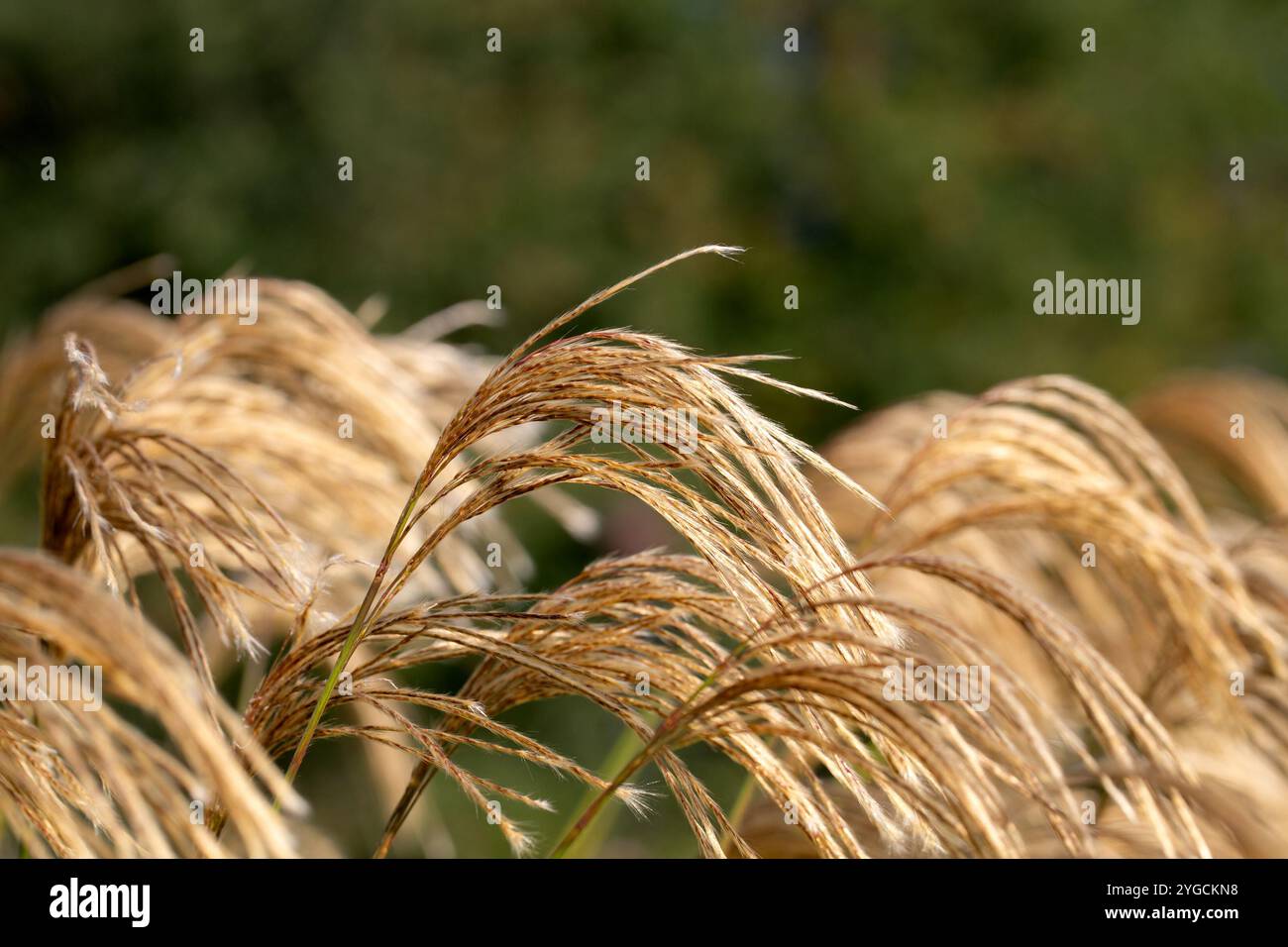 Closeup of spikes of Himalayan fairy grass (Miscanthus nepalensis) in a ...