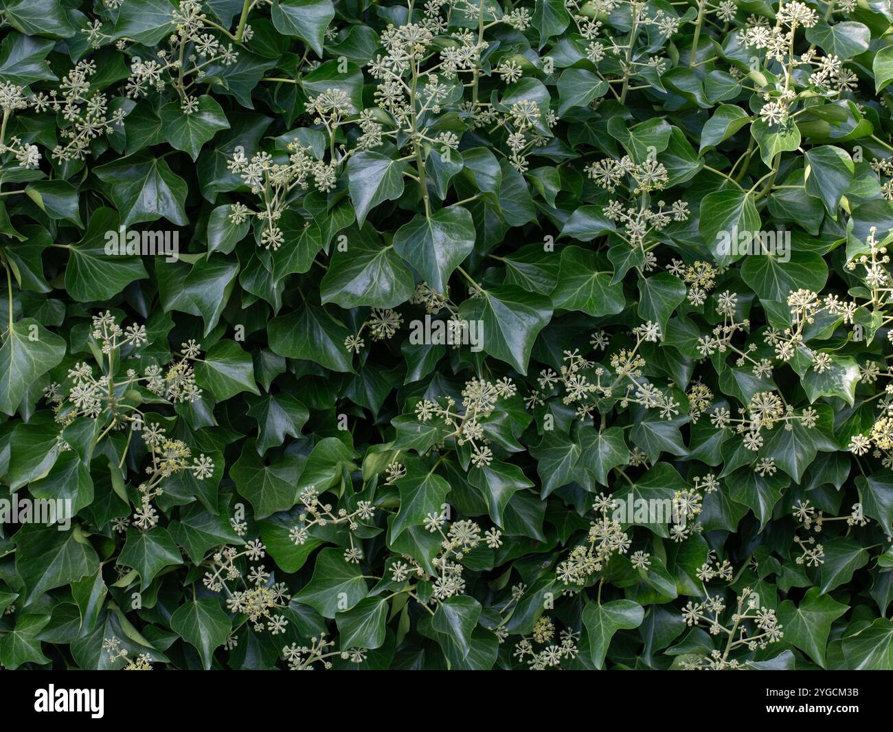 Flowers of common ivy (Hedera helix) growing on a garden wall in autumn ...