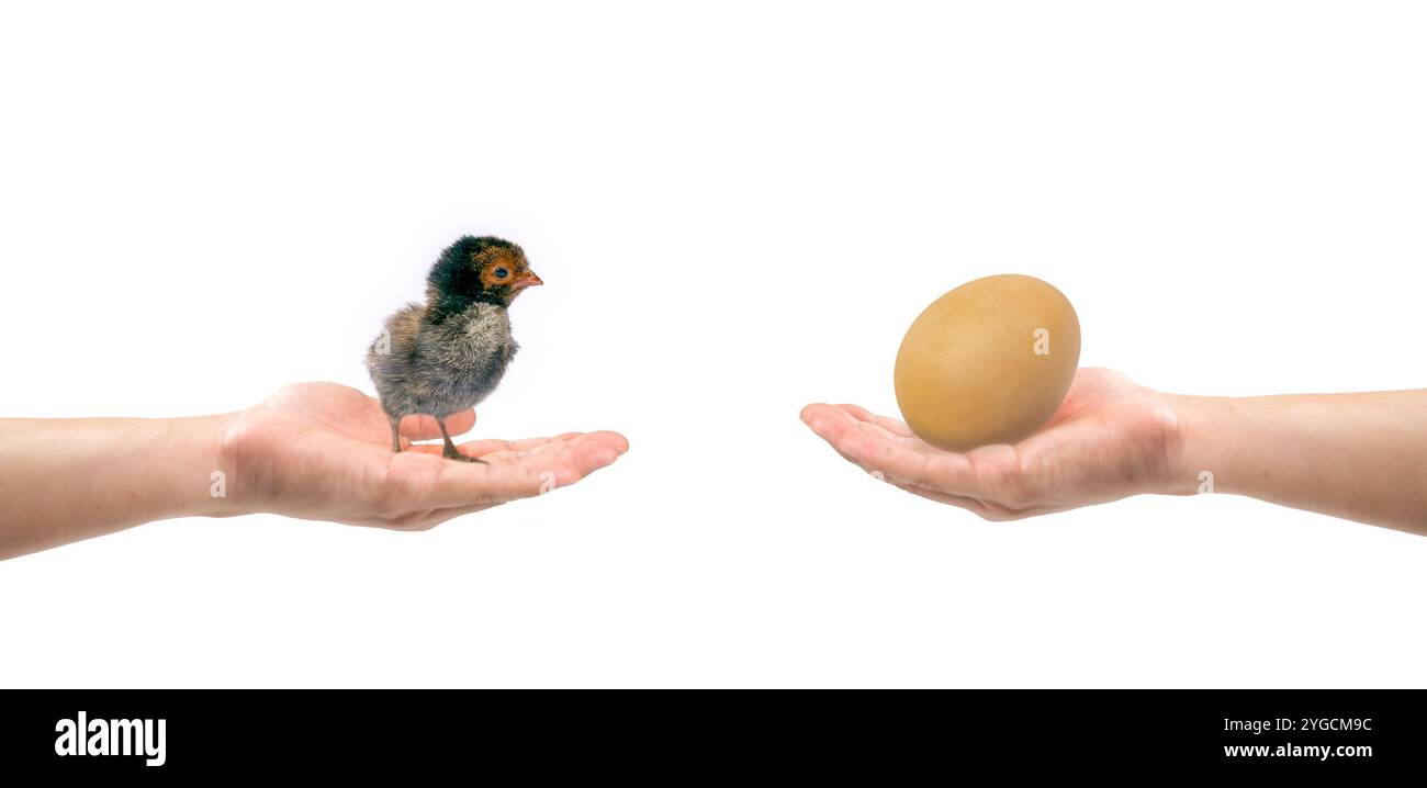 Little black chick and a chicken egg on human’s hands image on a white ...