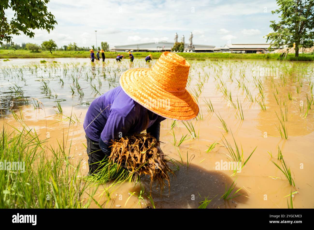 Farmers, wearing straw hats, are transplanting rice seedling in rice ...