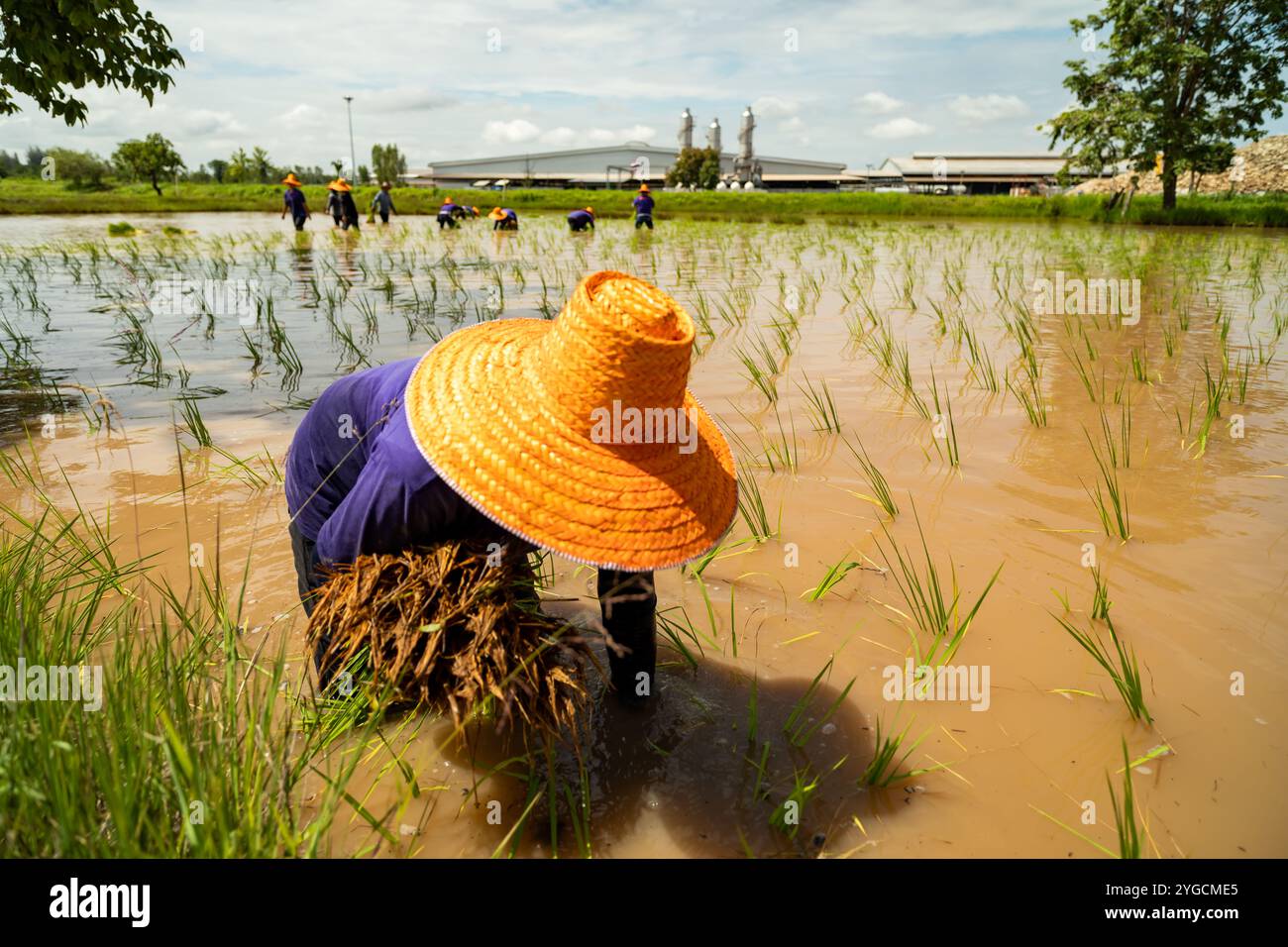 Farmers, wearing straw hats, are transplanting rice seedling in rice ...