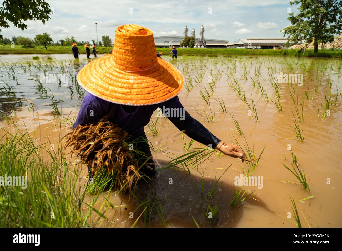 Farmers, wearing straw hats, are transplanting rice seedling in rice ...