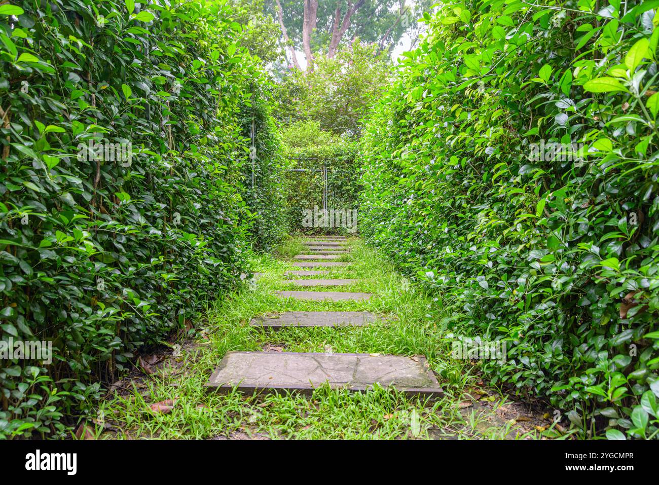 Pathway through hedge maze. Inside view of garden labyrinth Stock Photo ...
