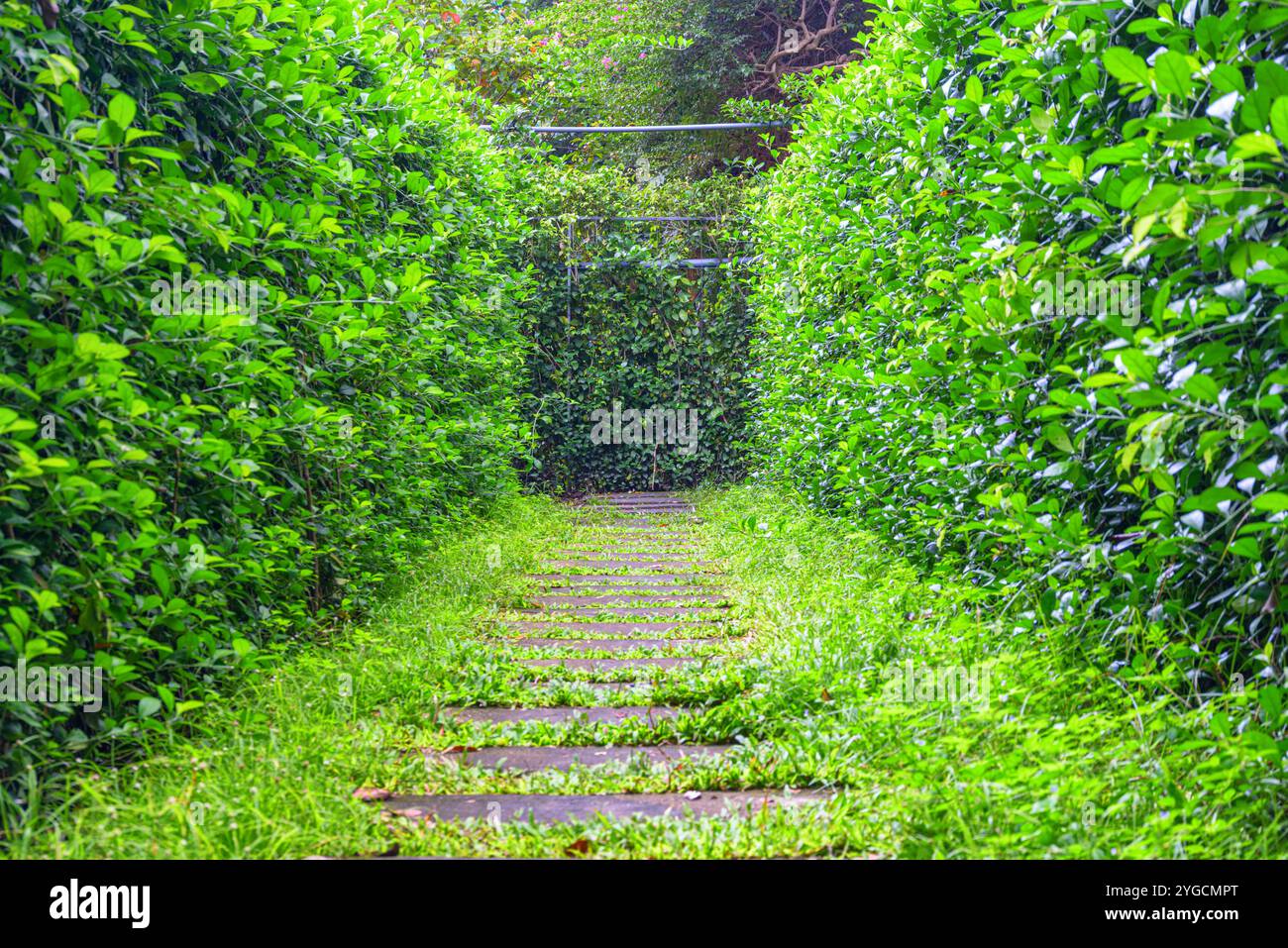 Maze hedge pattern labyrinth hi-res stock photography and images - Alamy