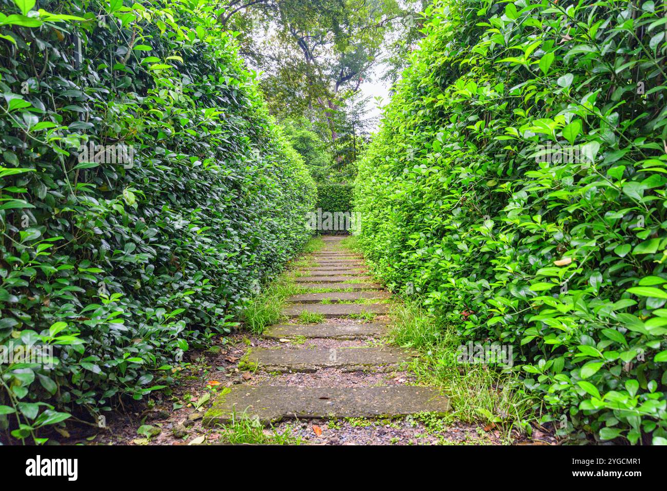 Hedge pathway pattern hi-res stock photography and images - Alamy