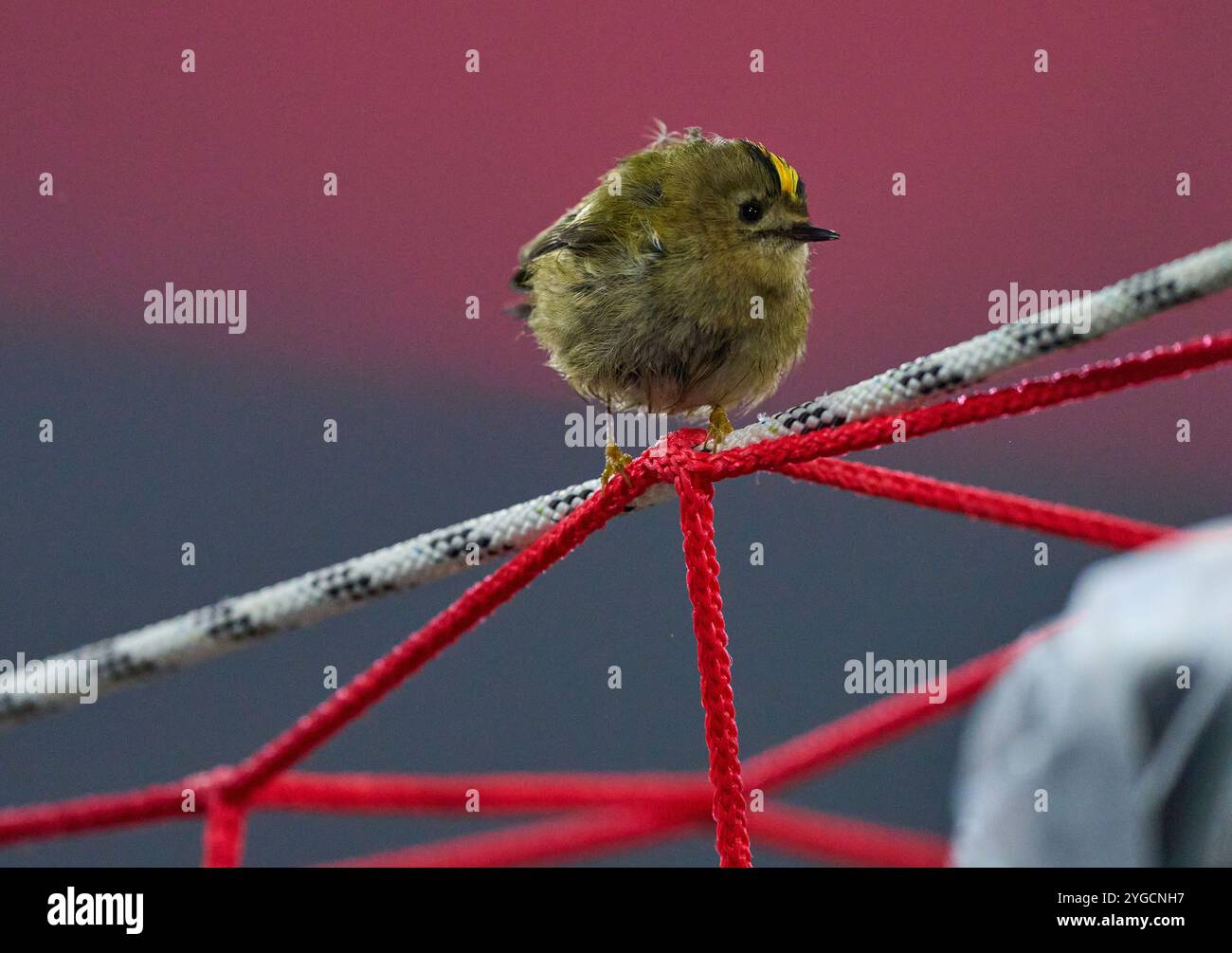 Bird Sommergoldhähnchen in the goal net in the group league match FC ...
