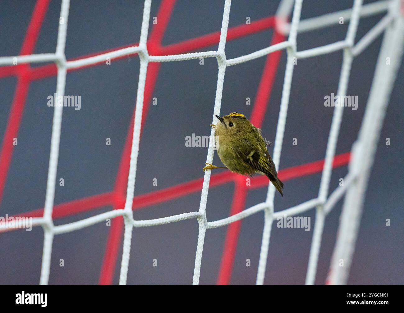 Bird Sommergoldhähnchen in the goal net in the group league match FC ...