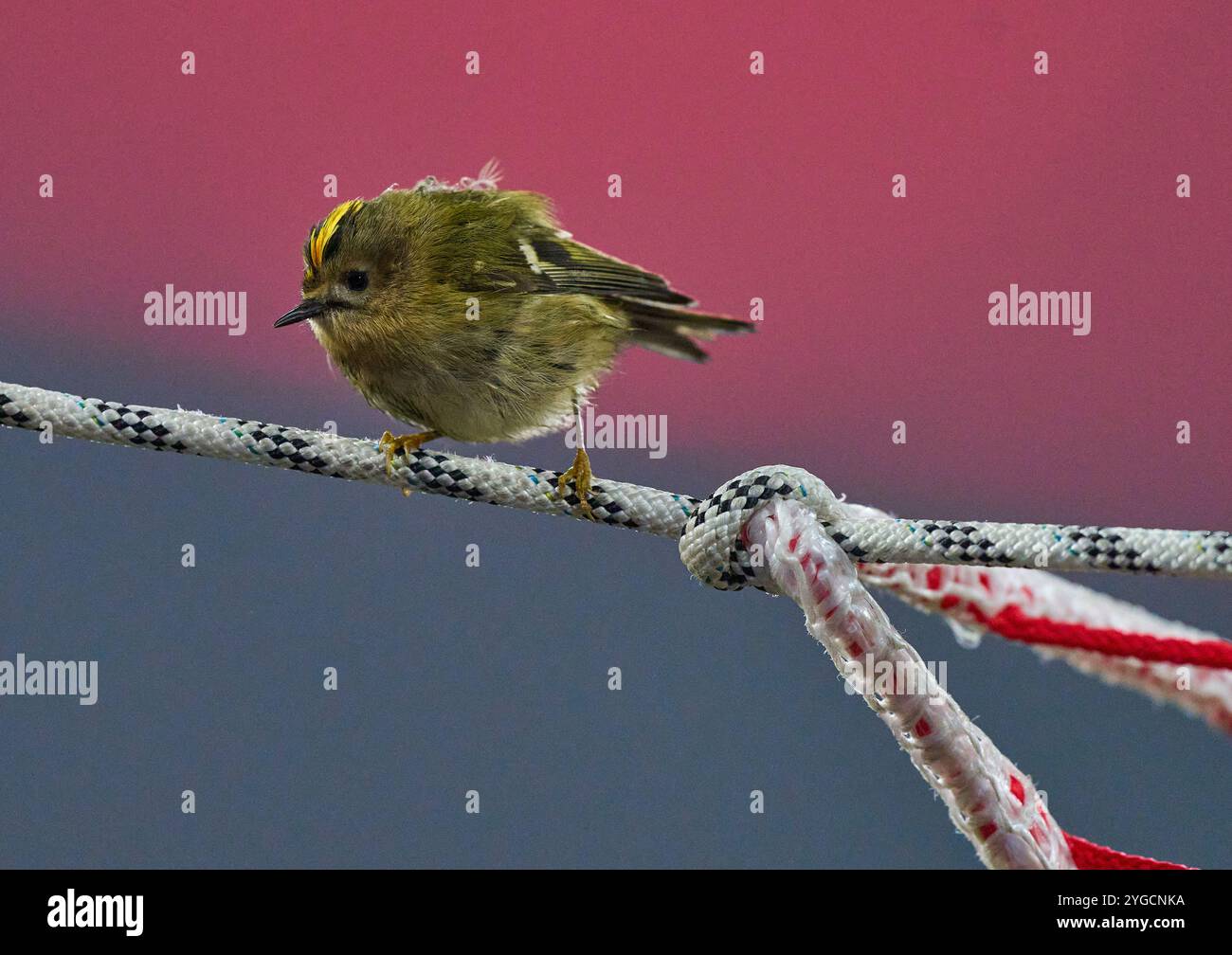Bird Sommergoldhähnchen in the goal net in the group league match FC ...