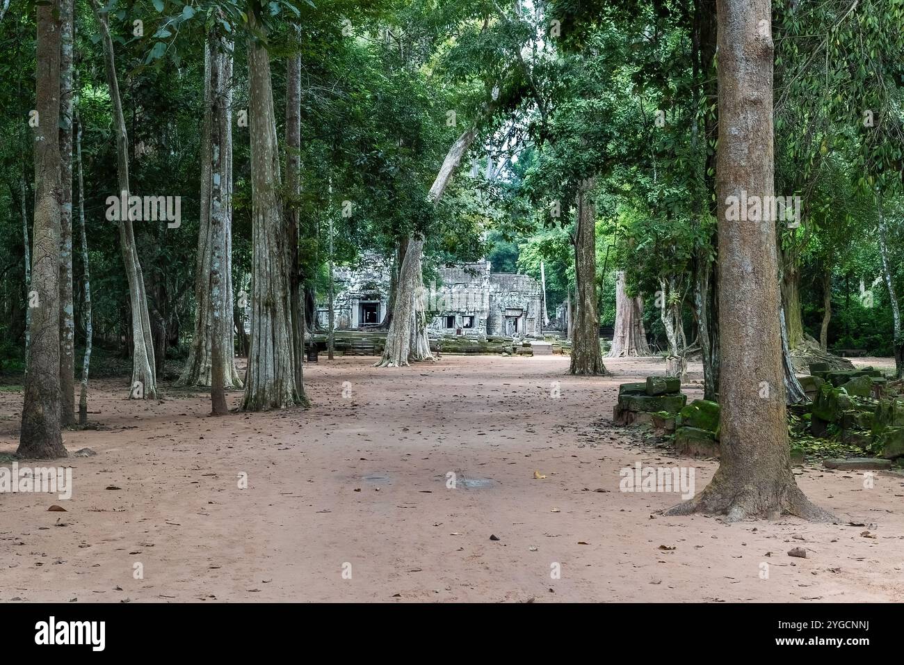 Tap Prohm Temple ruins at Siem Reap, famous fore the Lara Croft tree ...