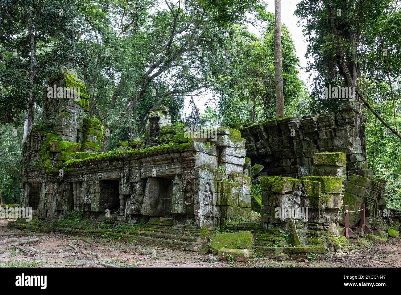 Tap Prohm Temple ruins at Siem Reap, famous fore the Lara Croft tree ...