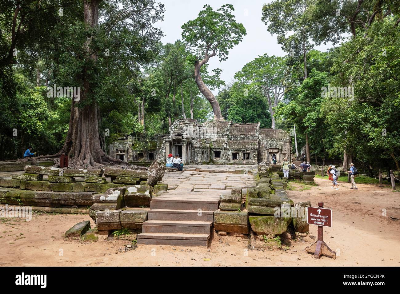 Tap Prohm Temple ruins at Siem Reap, famous fore the Lara Croft tree ...
