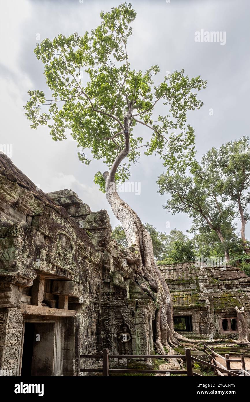 Tap Prohm Temple ruins at Siem Reap, famous fore the Lara Croft tree ...