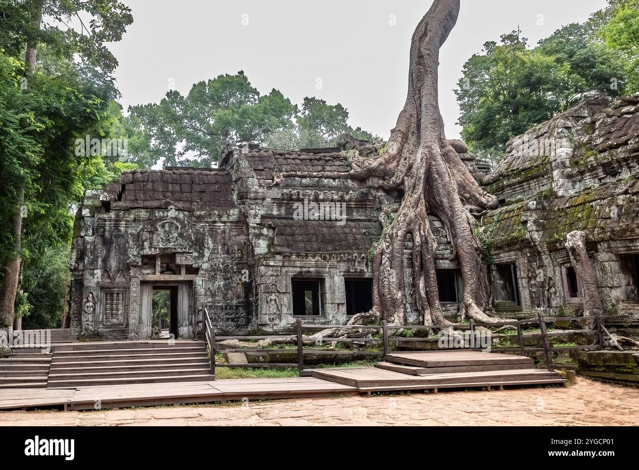 Tap Prohm Temple ruins at Siem Reap, famous fore the Lara Croft tree ...