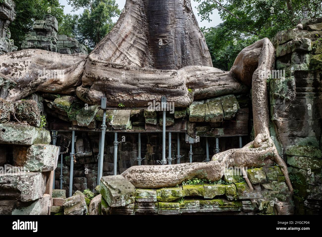 Tap Prohm Temple ruins at Siem Reap, famous fore the Lara Croft tree ...