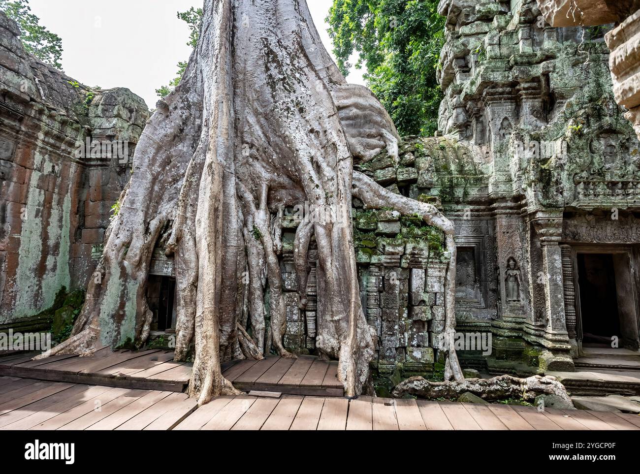 Tap Prohm Temple ruins at Siem Reap, famous fore the Lara Croft tree ...