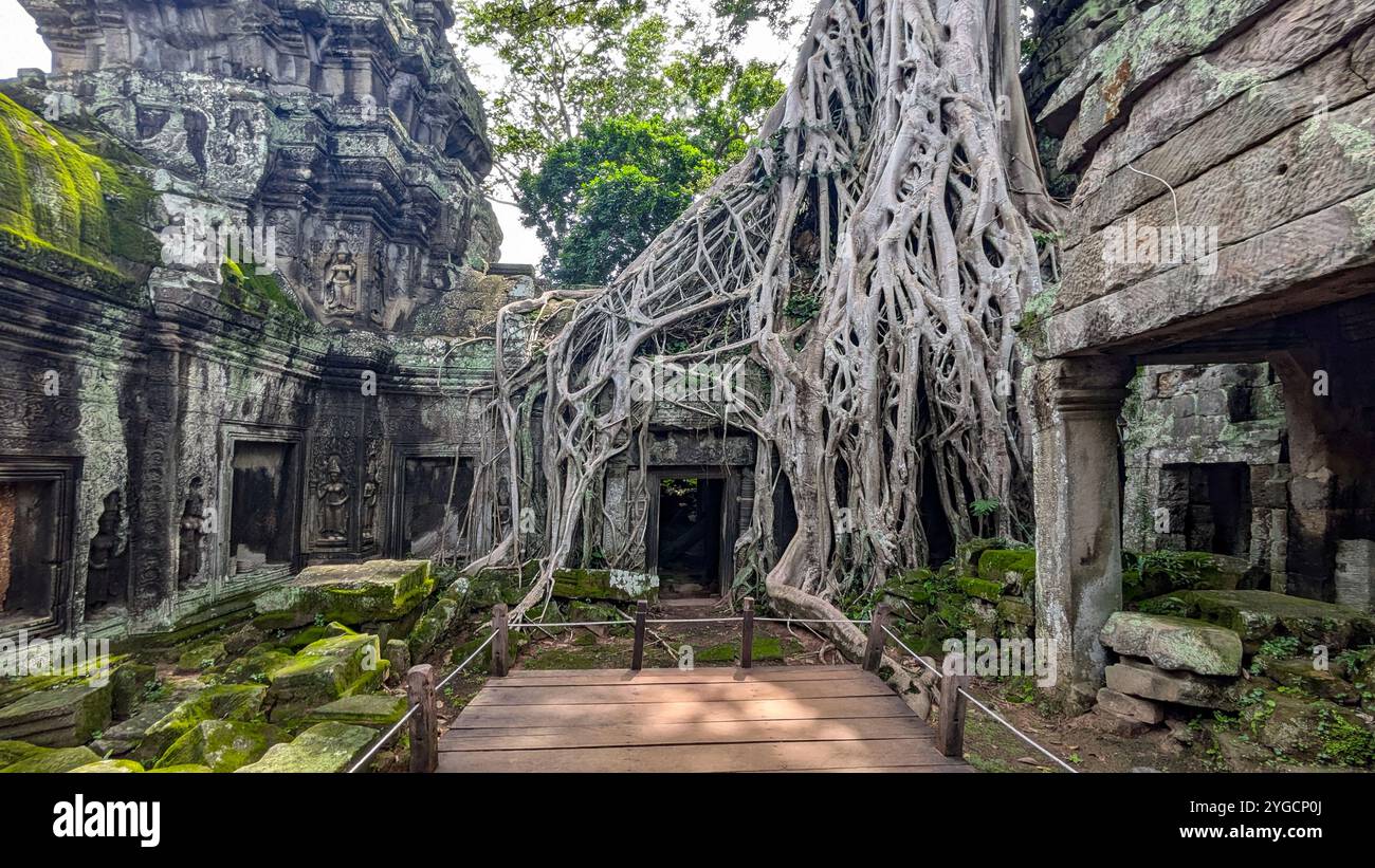 Tap Prohm Temple ruins at Siem Reap, famous fore the Lara Croft tree ...