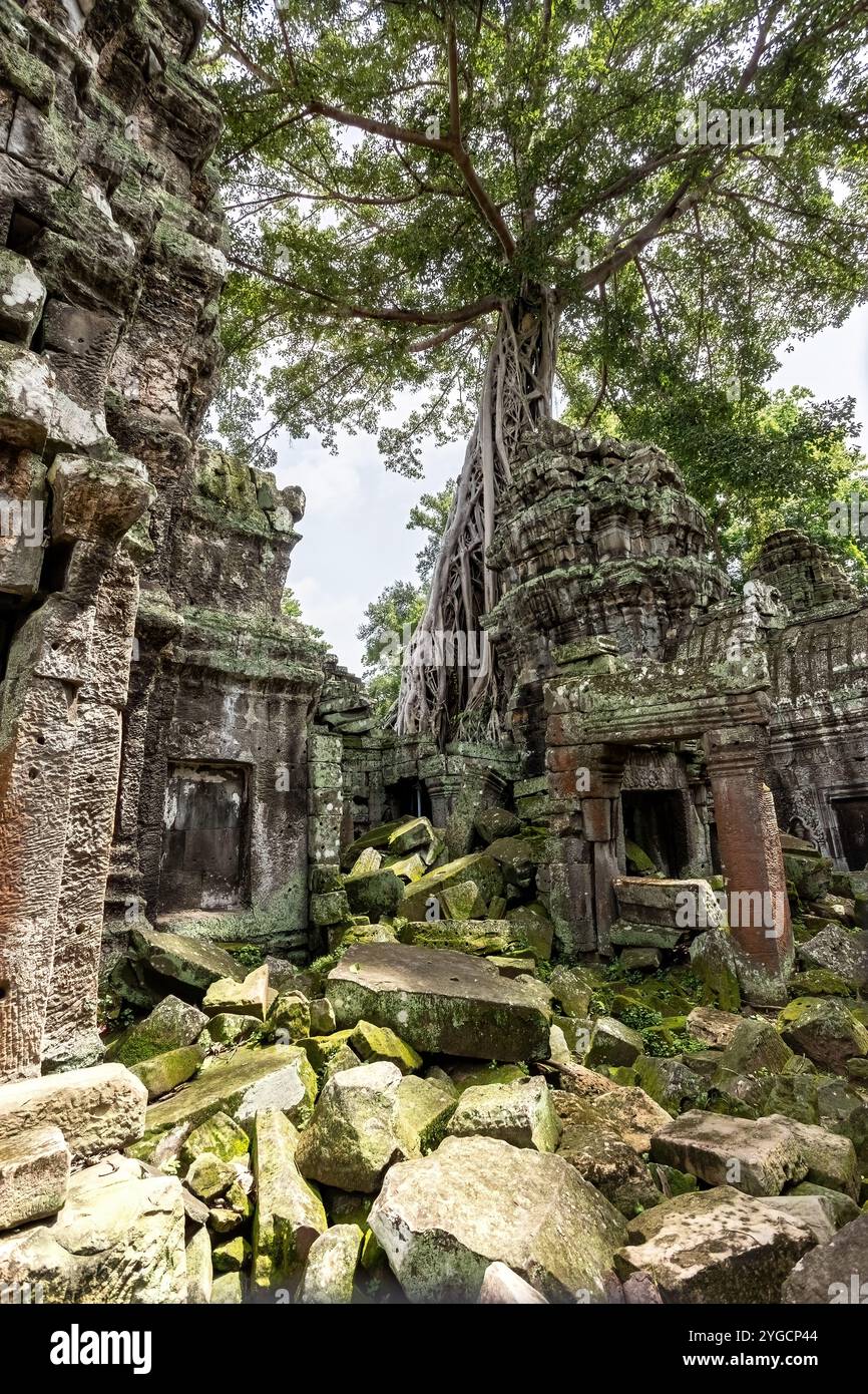 Tap Prohm Temple ruins at Siem Reap, famous fore the Lara Croft tree ...