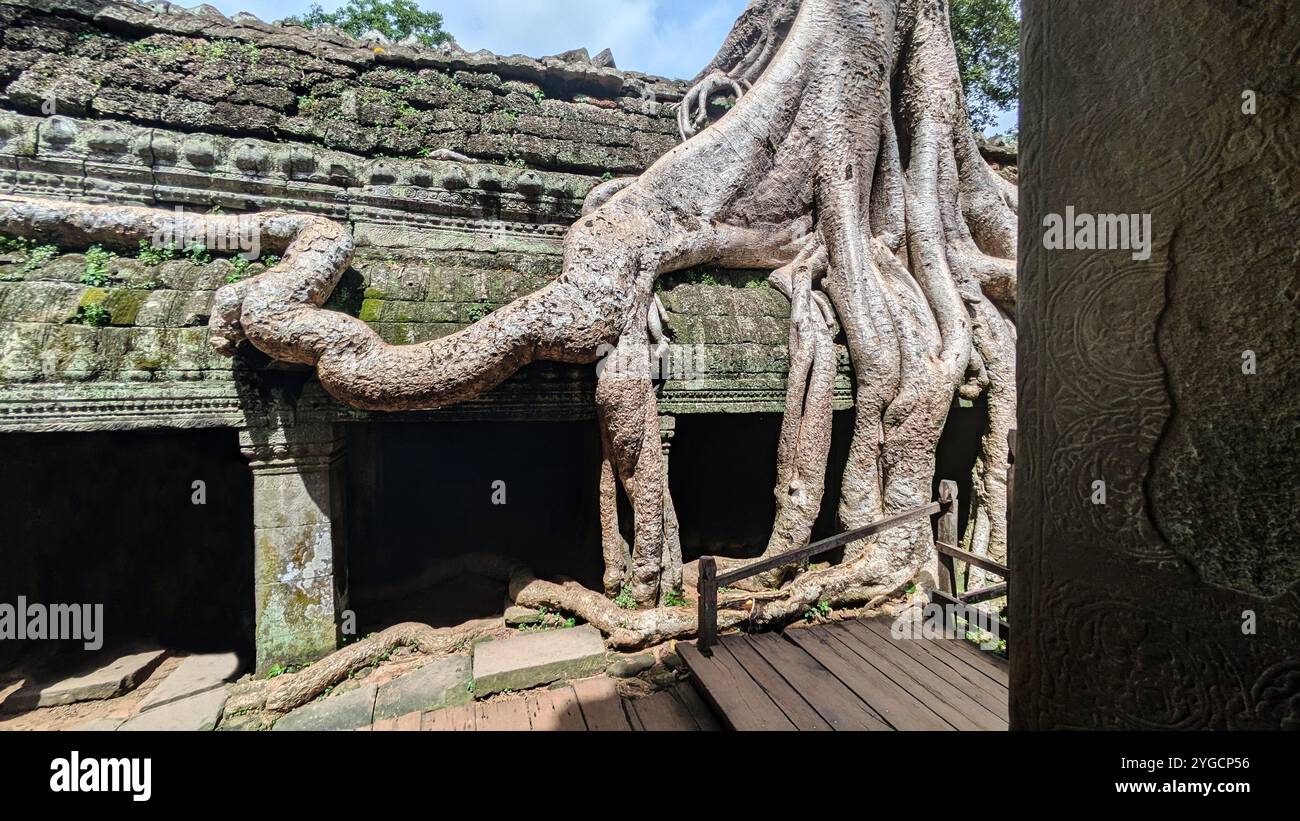 Tap Prohm Temple ruins at Siem Reap, famous fore the Lara Croft tree ...