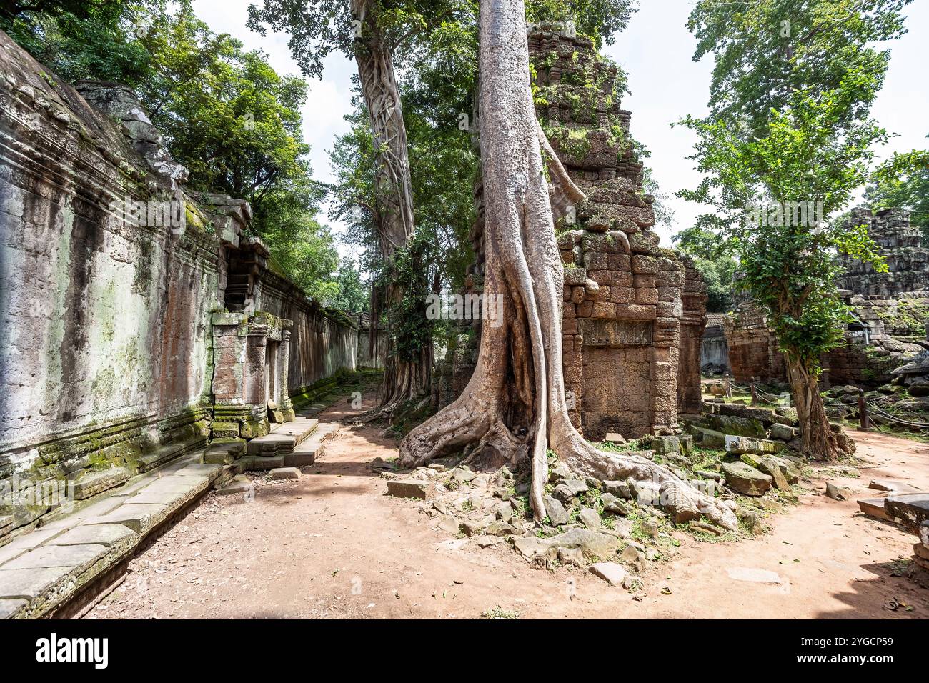 Tap Prohm Temple ruins at Siem Reap, famous fore the Lara Croft tree ...
