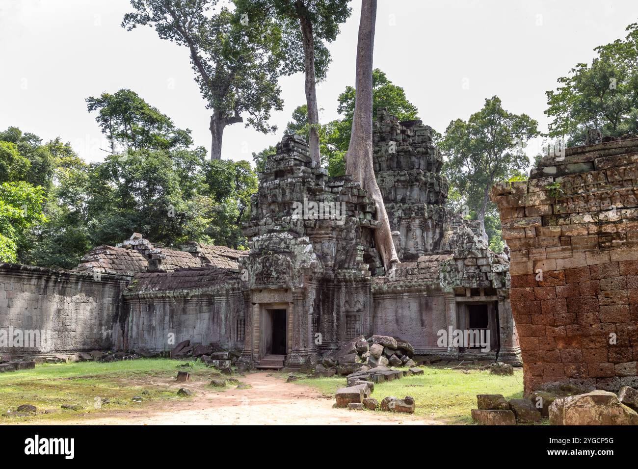 Tap Prohm Temple ruins at Siem Reap, famous fore the Lara Croft tree ...