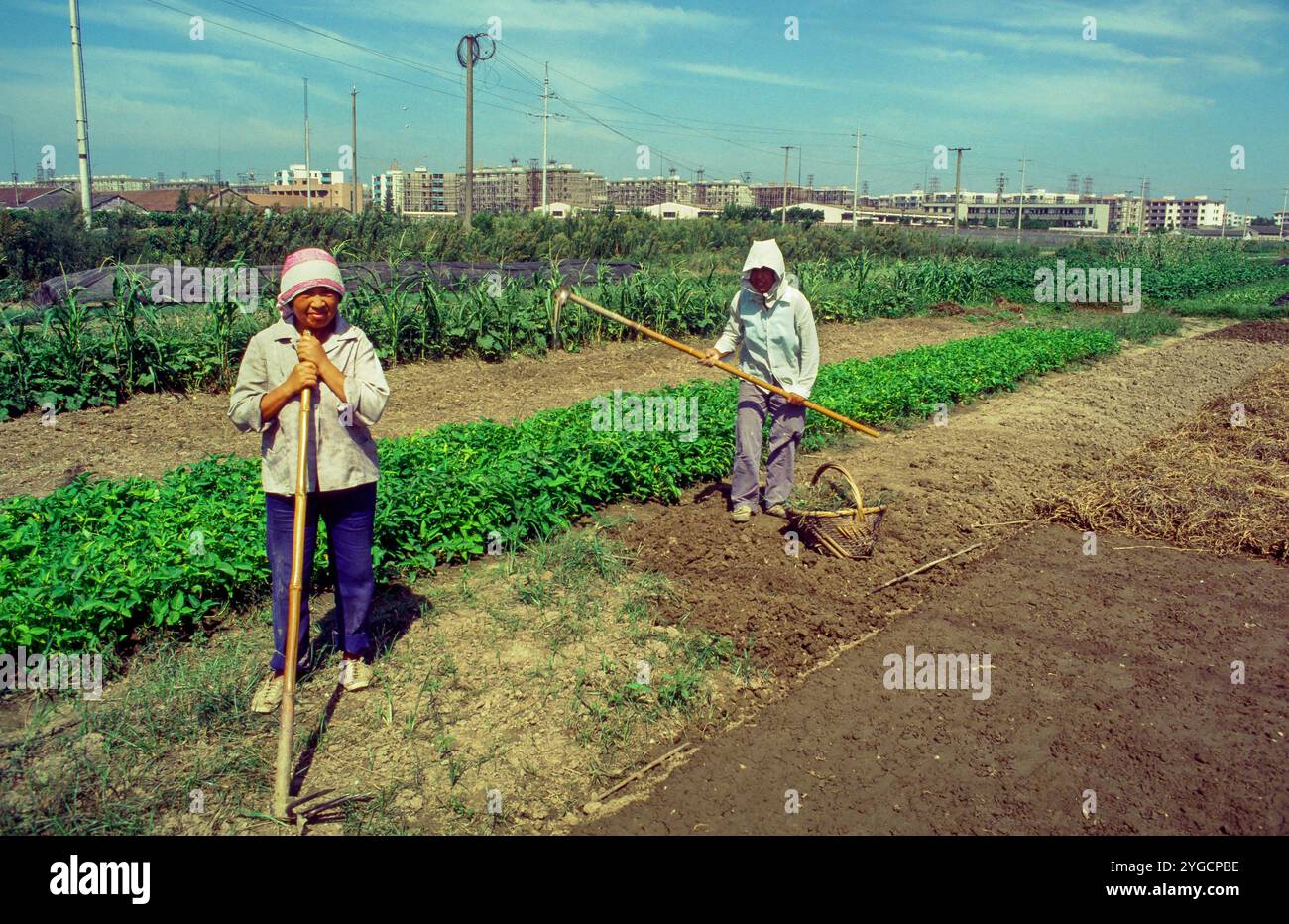 China, Shanghai, Vegetables are grown outside the city Stock Photo - Alamy