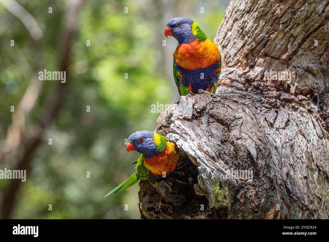 Australian Rainbow Lorikeet pair at nesting hollow Stock Photo - Alamy