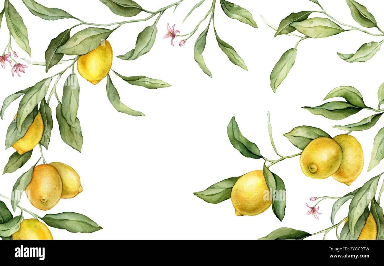 Lemon fruits and pink flowers are a rectangular frame. A drawn manual ...