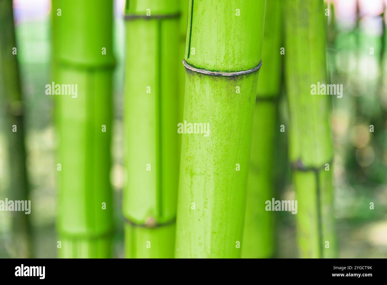 Closeup view of bamboo tree. Bright green tree trunk Stock Photo - Alamy