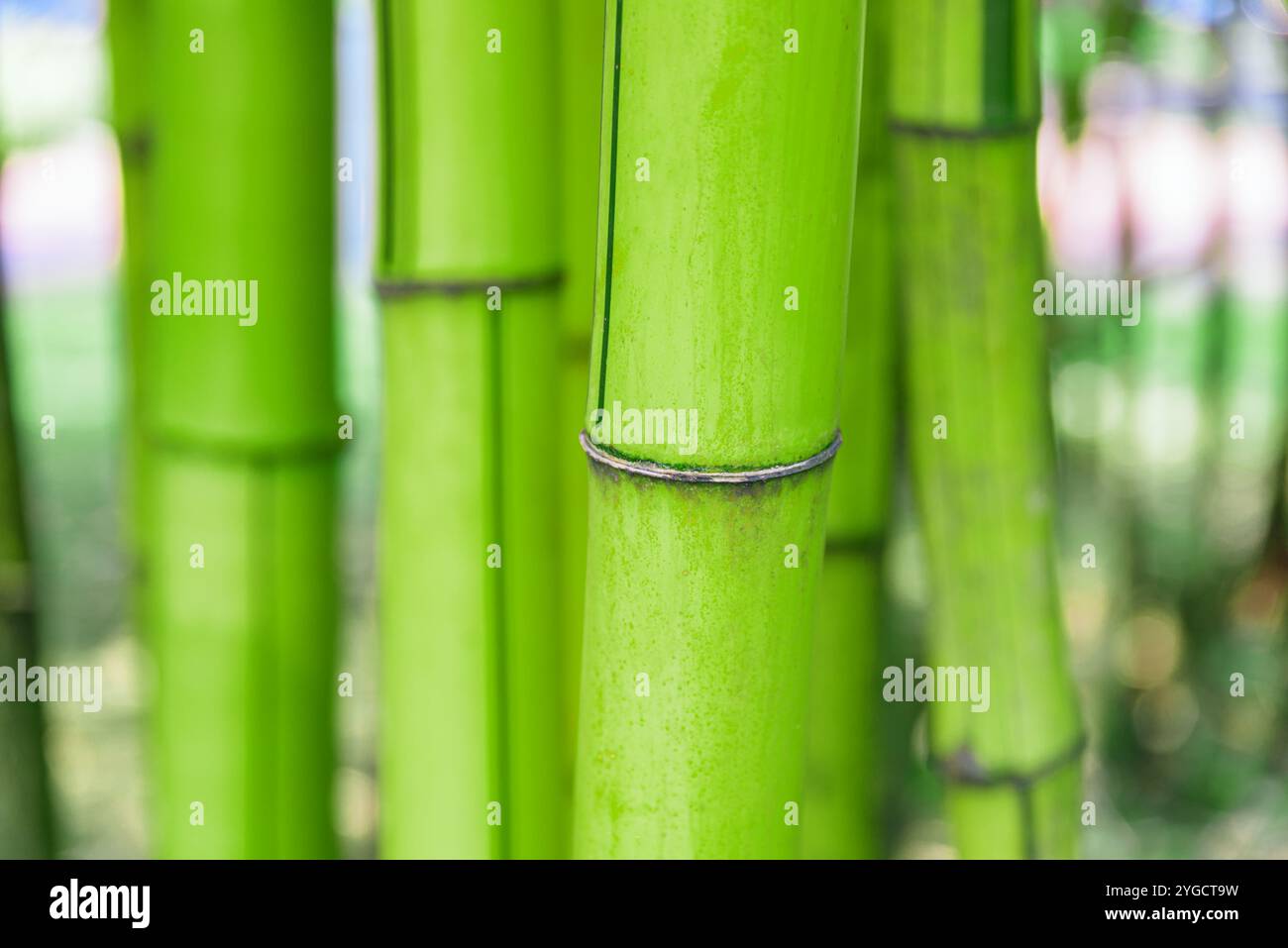 Closeup view of bamboo tree. Bright green tree trunk Stock Photo - Alamy