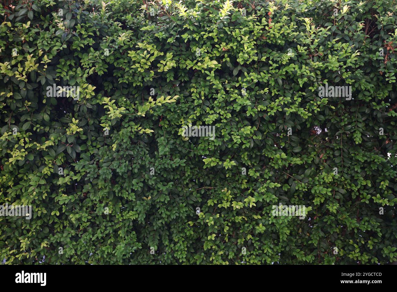 A dense and vibrant green hedge that provides a natural and beautiful ...