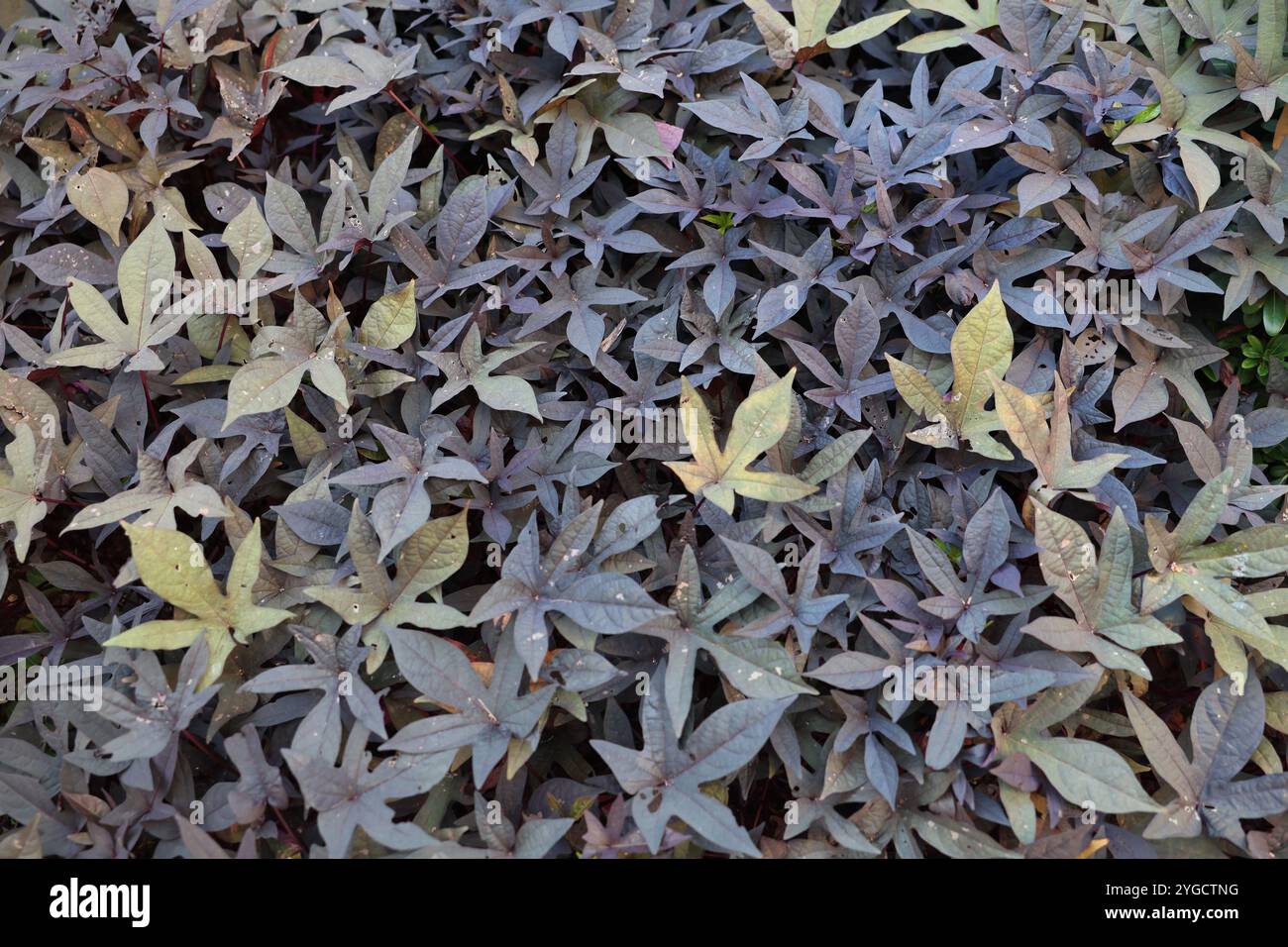 Displaying beautiful shades hi-res stock photography and images - Alamy