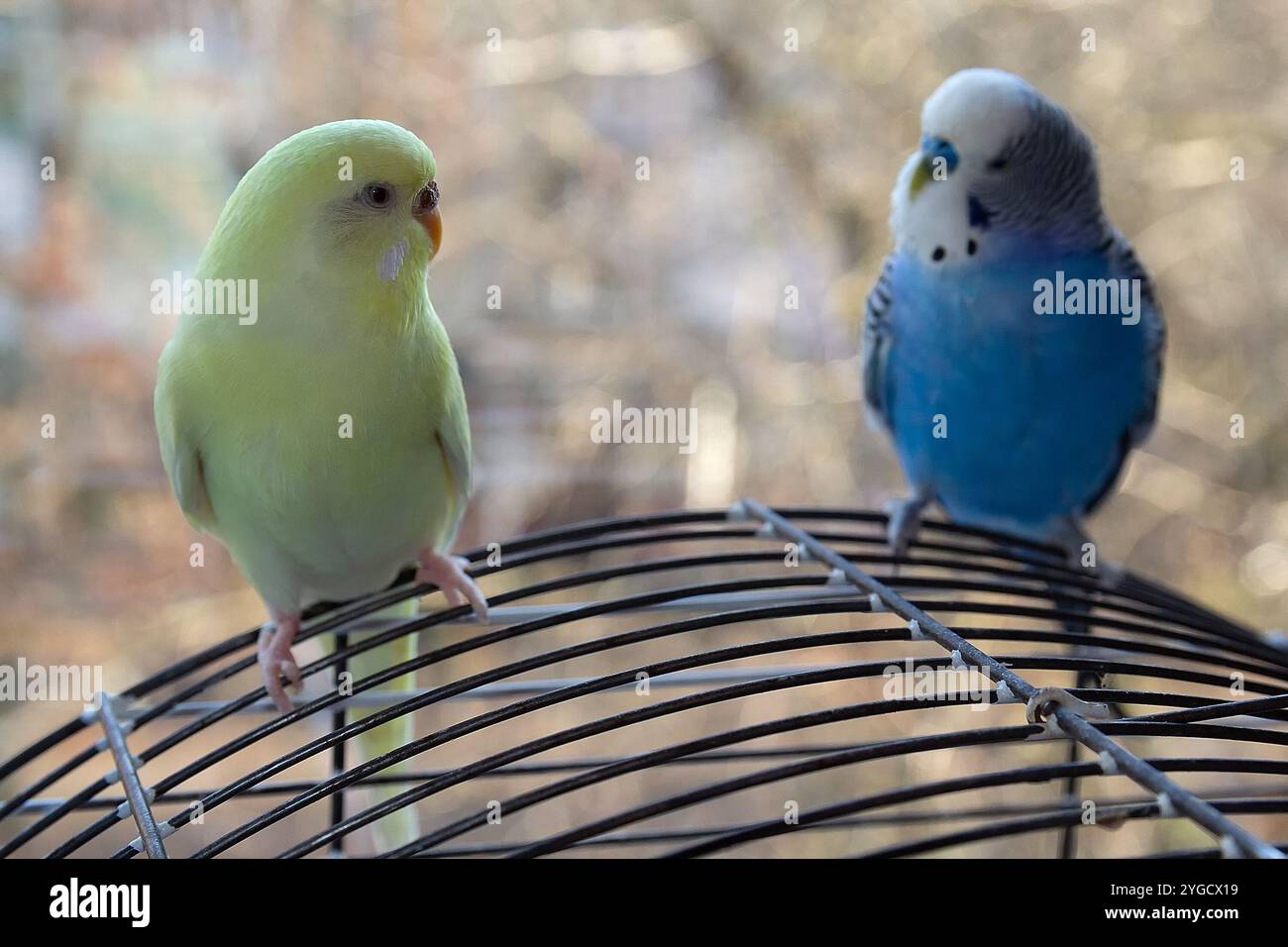 Blue and yellow budgies sitting on a cage in the room. Birds Stock ...
