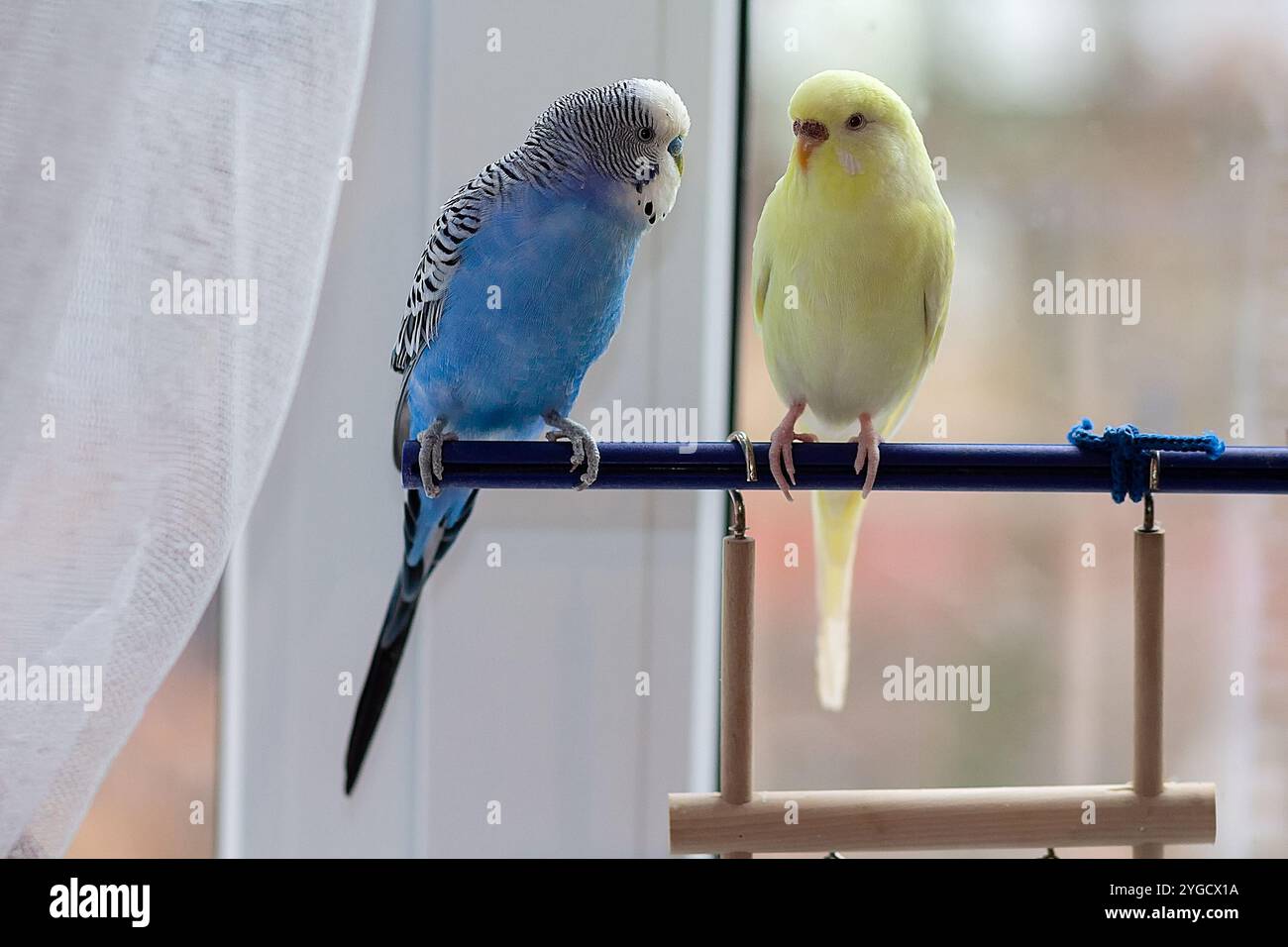 Blue and yellow budgies sitting on a perch in the room. Birds Stock ...