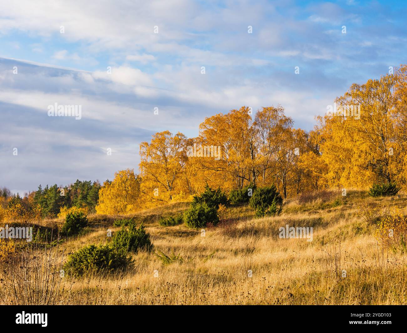Golden leaves adorn the trees in the tranquil Swedish countryside ...