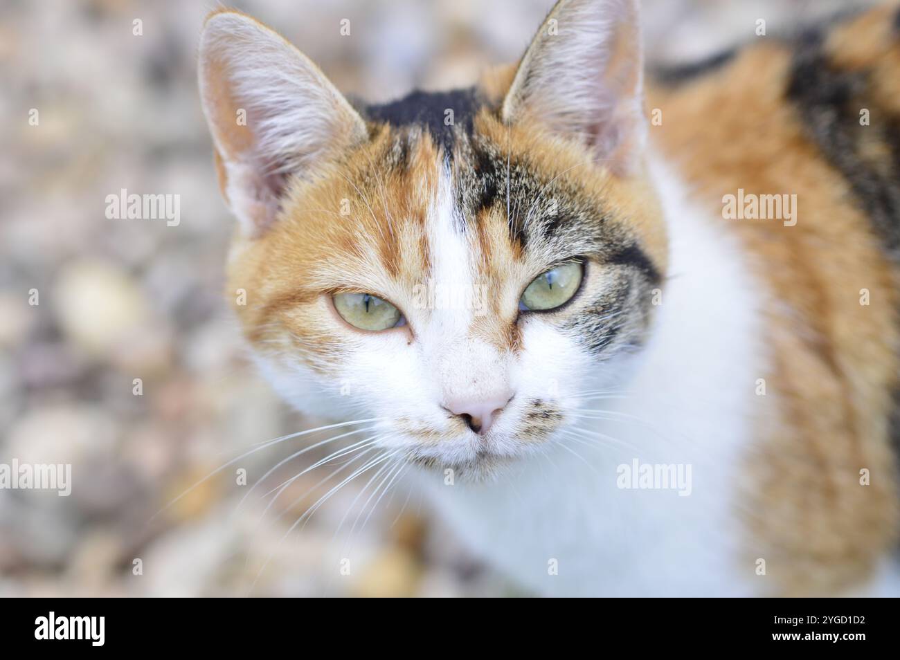 Close-up of a small orange cat in the garden looking at the camera ...