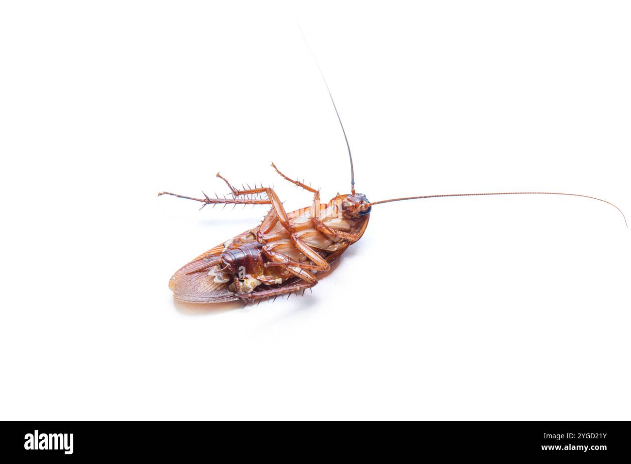 Large cockroach lying on its back and moving its paws Stock Photo - Alamy