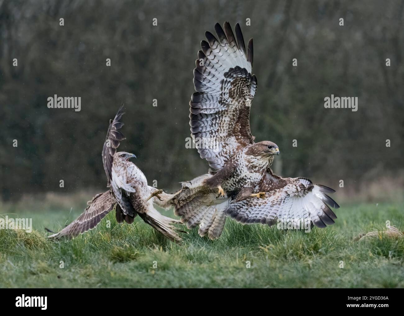 Common Buzzards; Buteo buteo, fighting over prey, Lincolnshire, UK ...